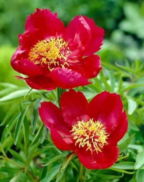 Early Scout – Parkland Peonies