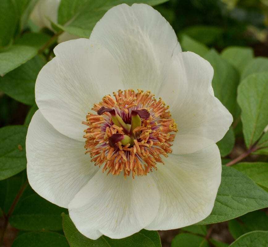 Parkland Peonies – Peony Cut Flowers, Peony Roots and Martagon Lilies ...