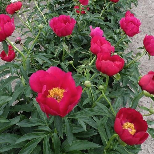 Scarlet O’Hara – Parkland Peonies