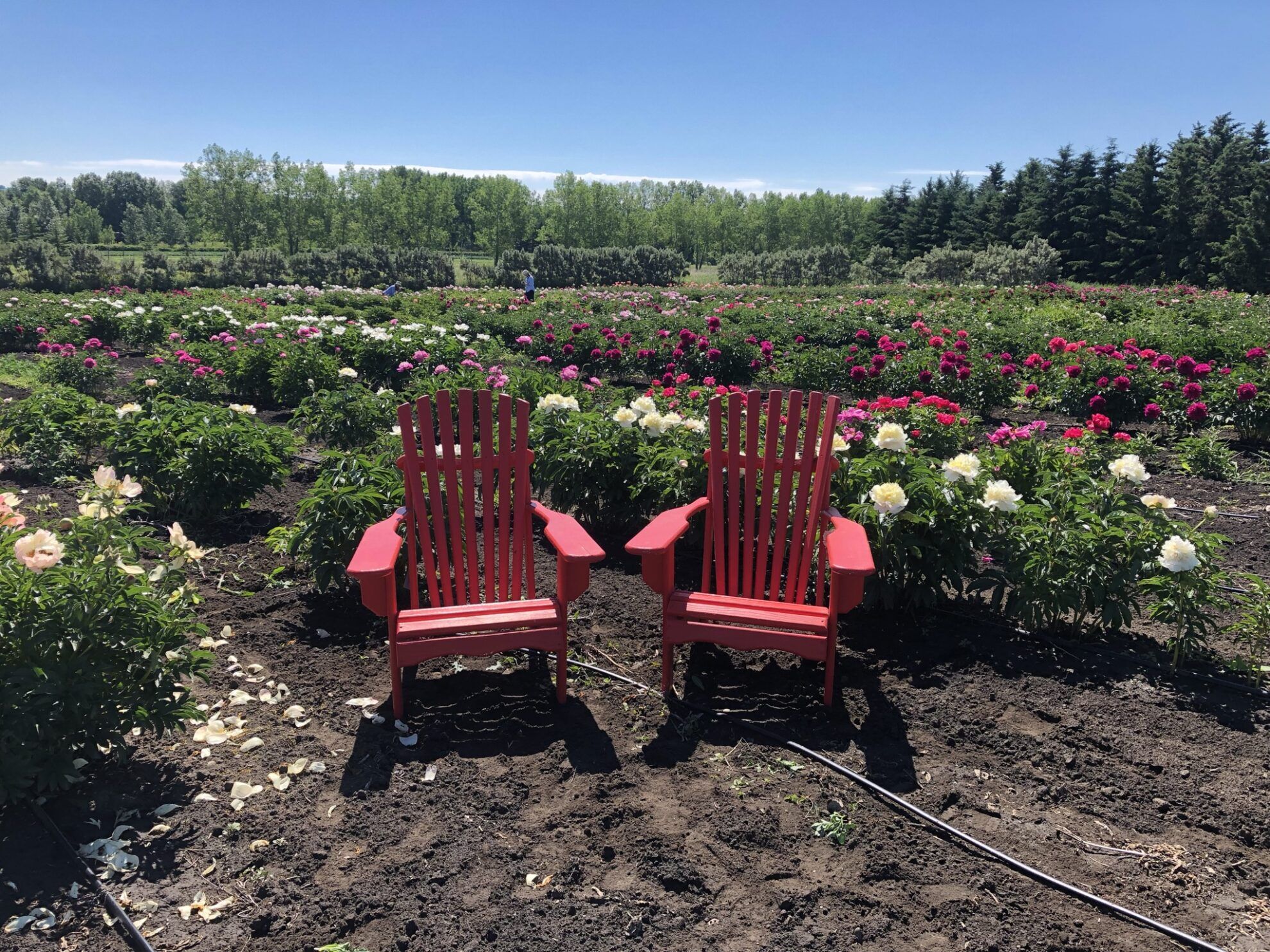 On The Farm – Parkland Peonies