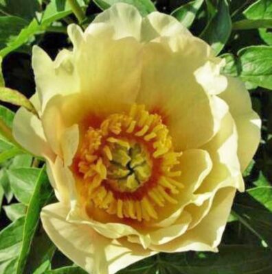 Viking Full Moon – Parkland Peonies