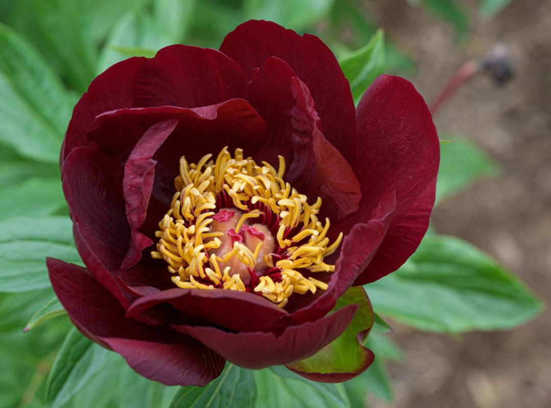 Chocolate Soldier – Parkland Peonies