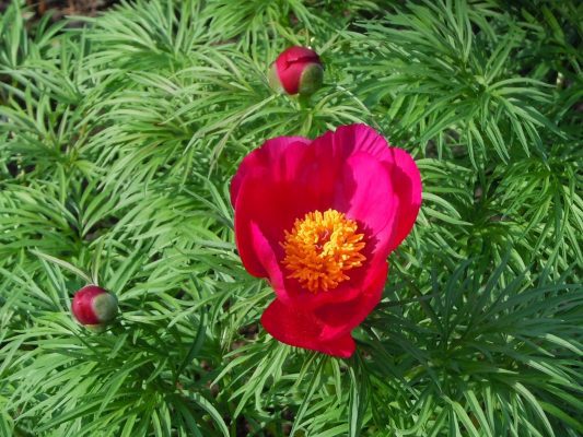 Little Red Gem – Parkland Peonies