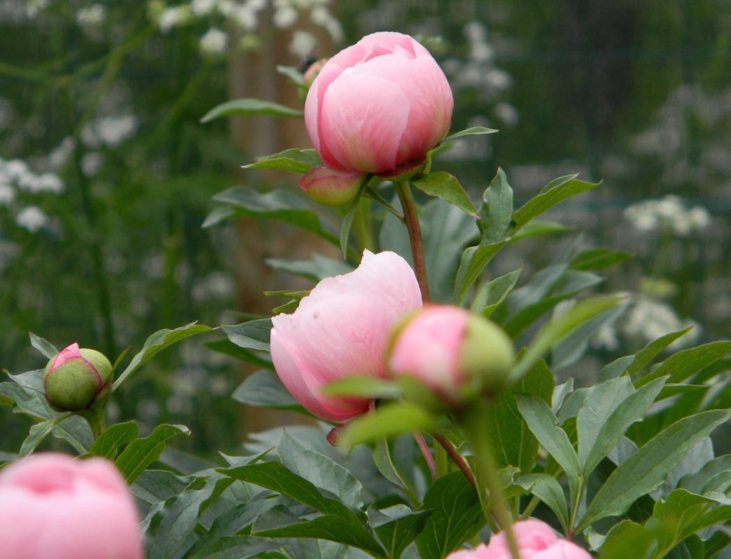 Soft Salmon Saucer – Parkland Peonies