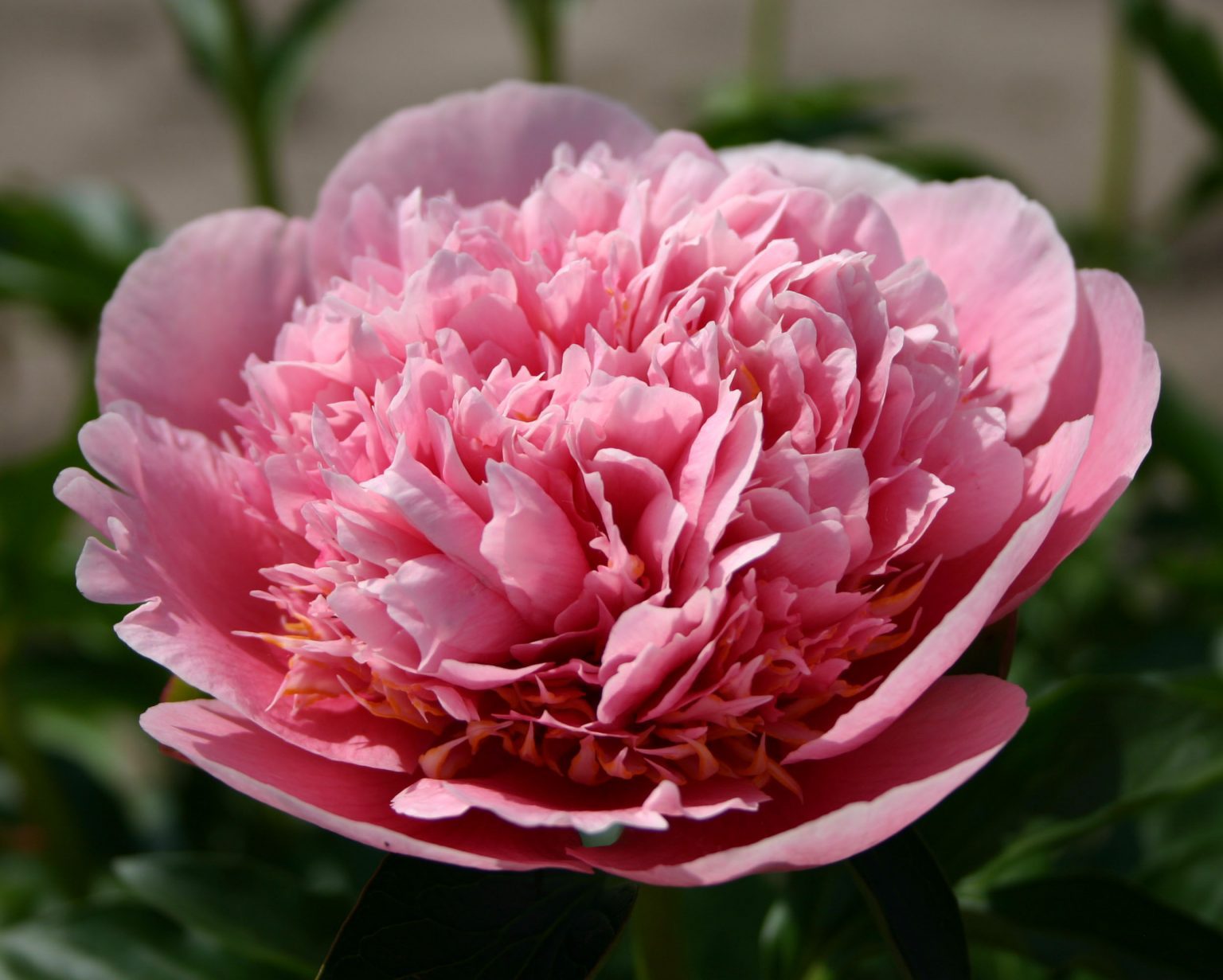 Etched Salmon – Parkland Peonies