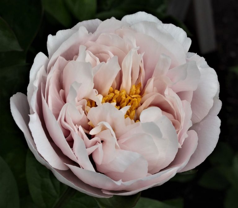 Blushing Princess – Parkland Peonies