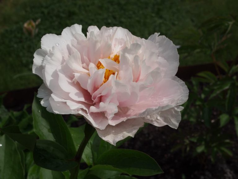 Blushing Princess – Parkland Peonies