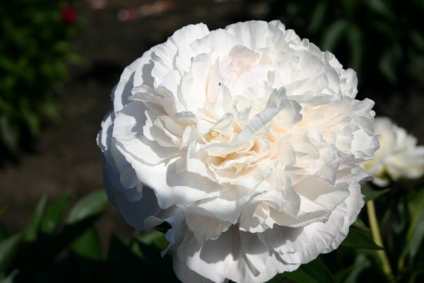 Solange – Parkland Peonies