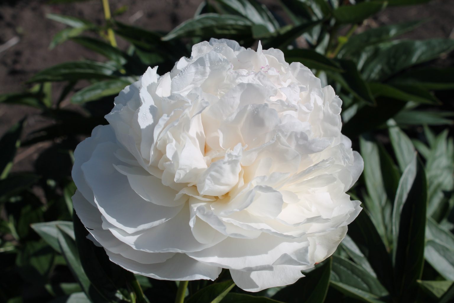Solange – Parkland Peonies