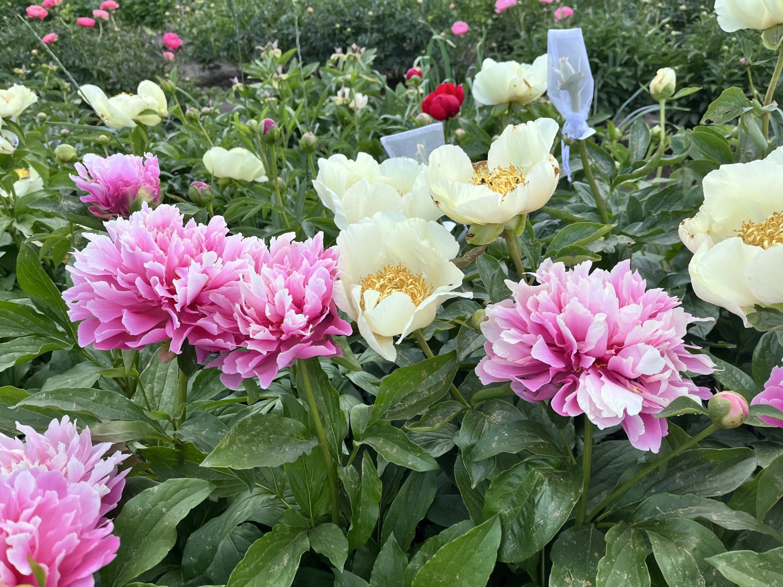 Parkland Peonies – Peony Cut Flowers, Peony Roots and Martagon Lilies ...