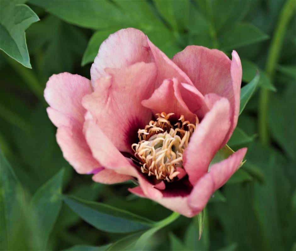 Old Rose Dandy – Parkland Peonies