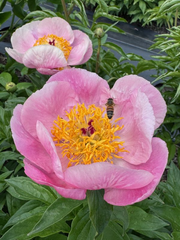 Roselette – Parkland Peonies