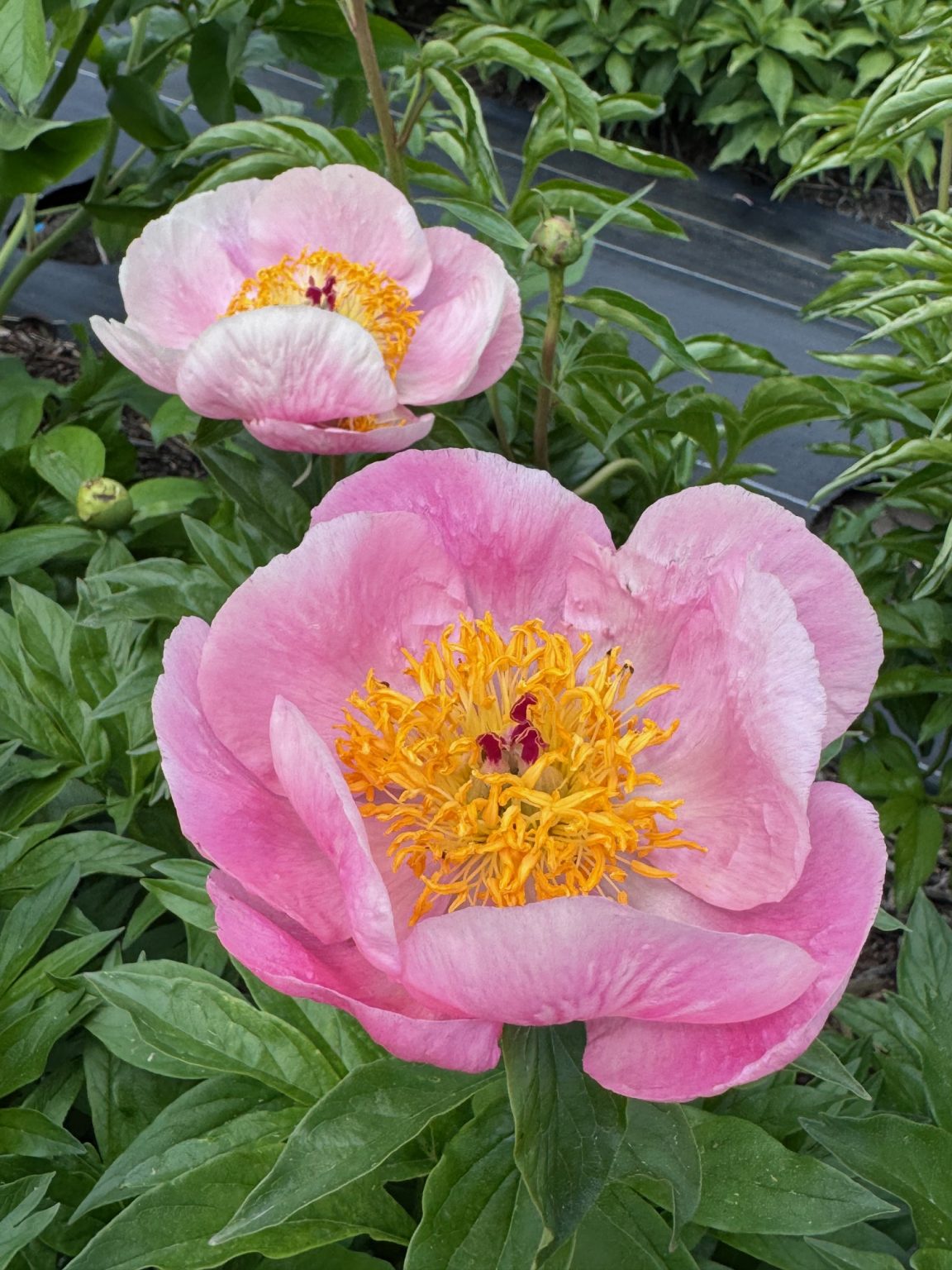 Roselette – Parkland Peonies