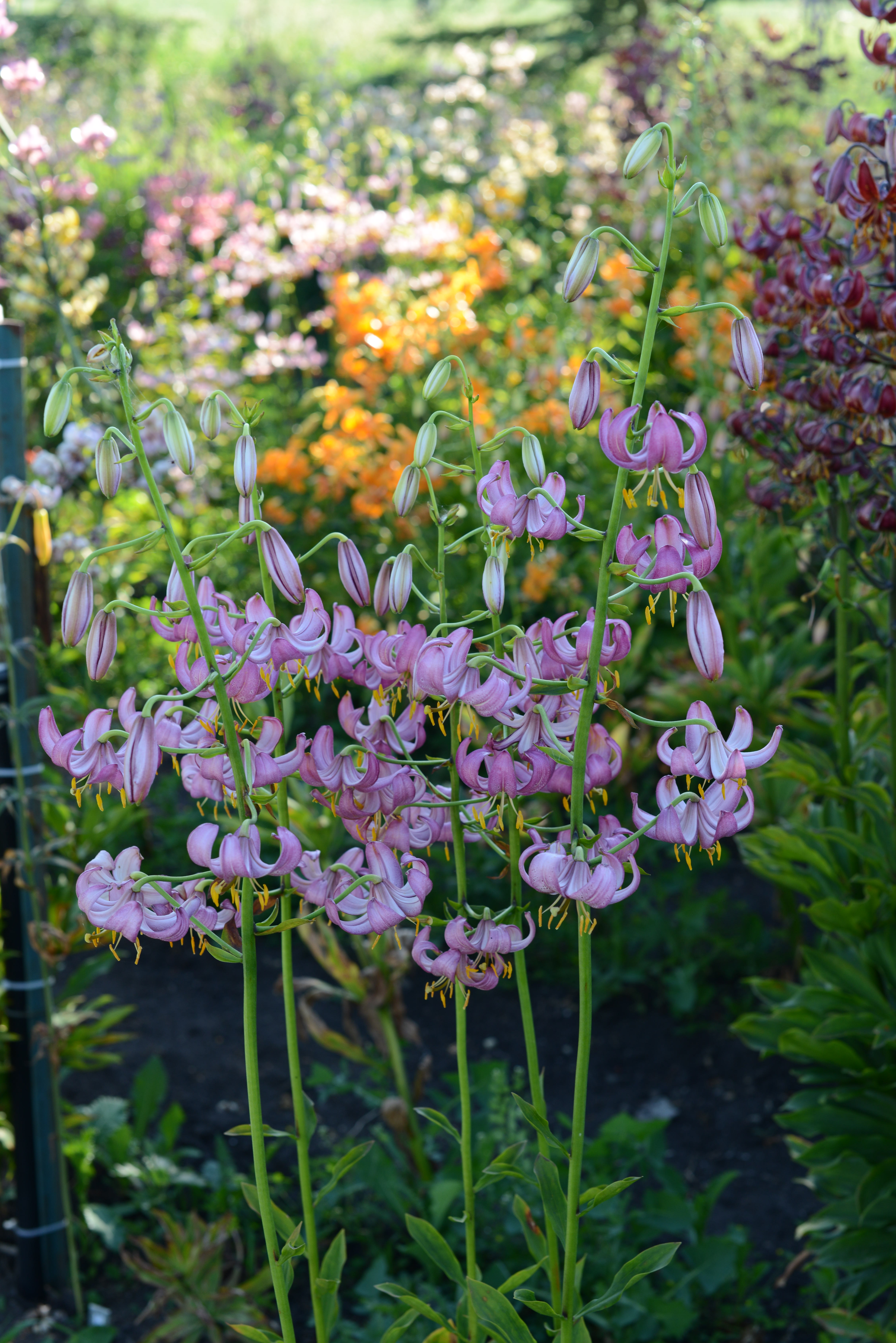 Amelita – Parkland Peonies