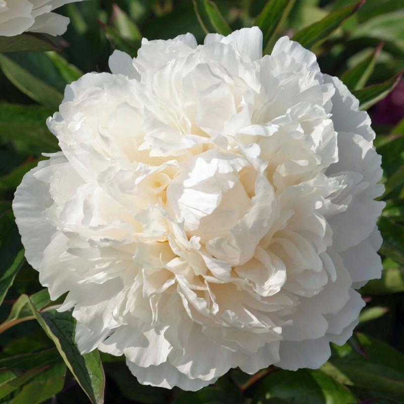Bowl Of Cream – Parkland Peonies