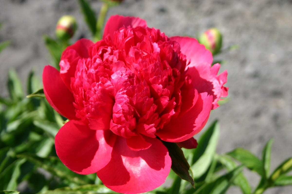 Command Performance – Parkland Peonies