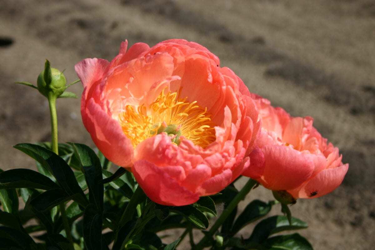 Coral Sunset – Parkland Peonies