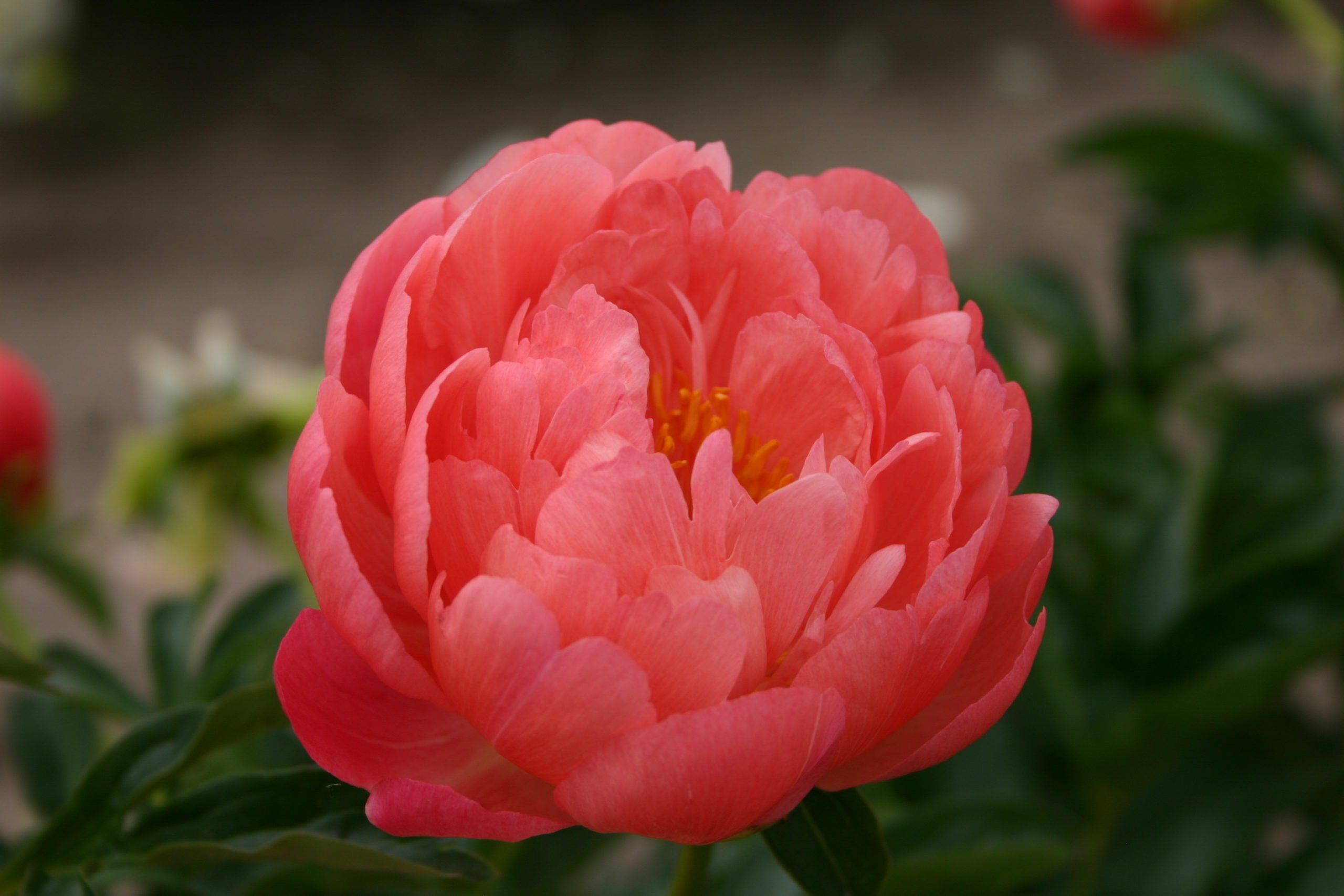 Coral Sunset – Parkland Peonies