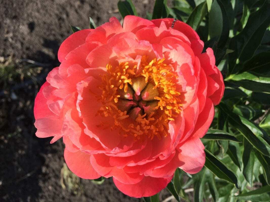 Coral Sunset – Parkland Peonies