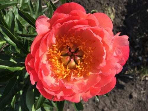 Coral Sunset – Parkland Peonies