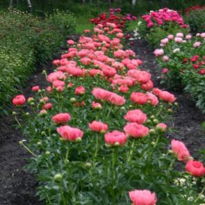 Coral Sunset – Parkland Peonies