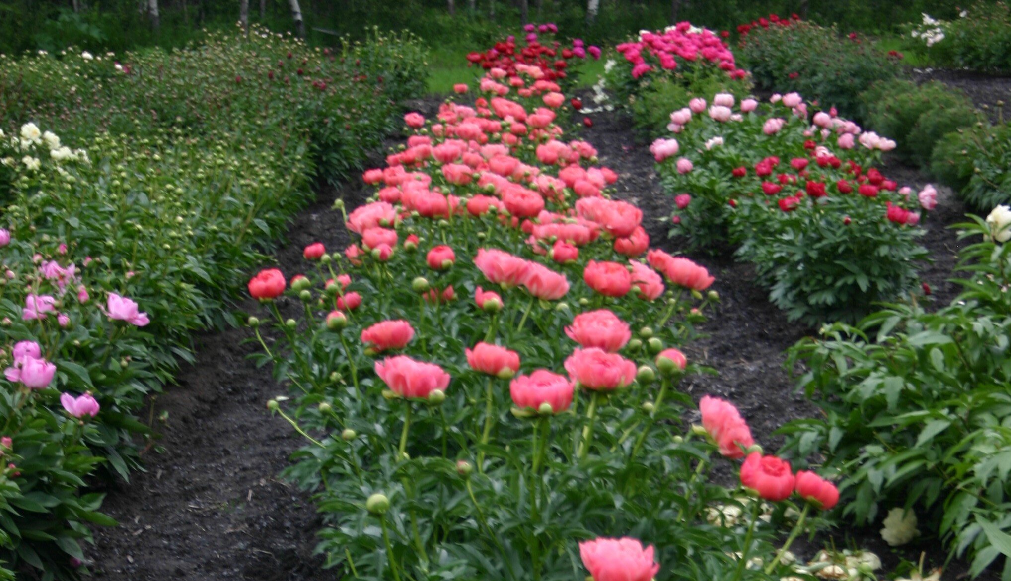 Coral Sunset – Parkland Peonies