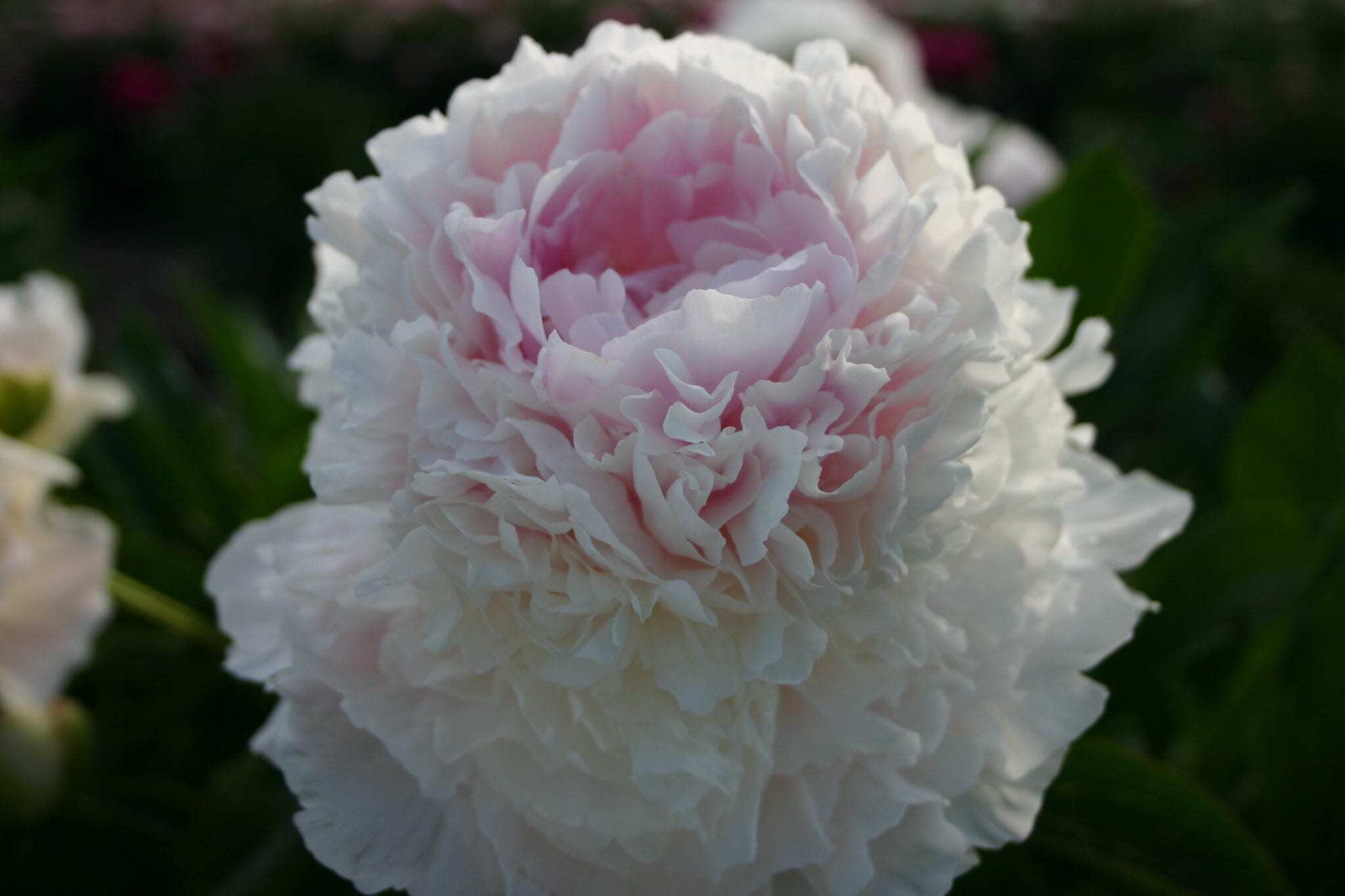 Cornelia Shaylor – Parkland Peonies