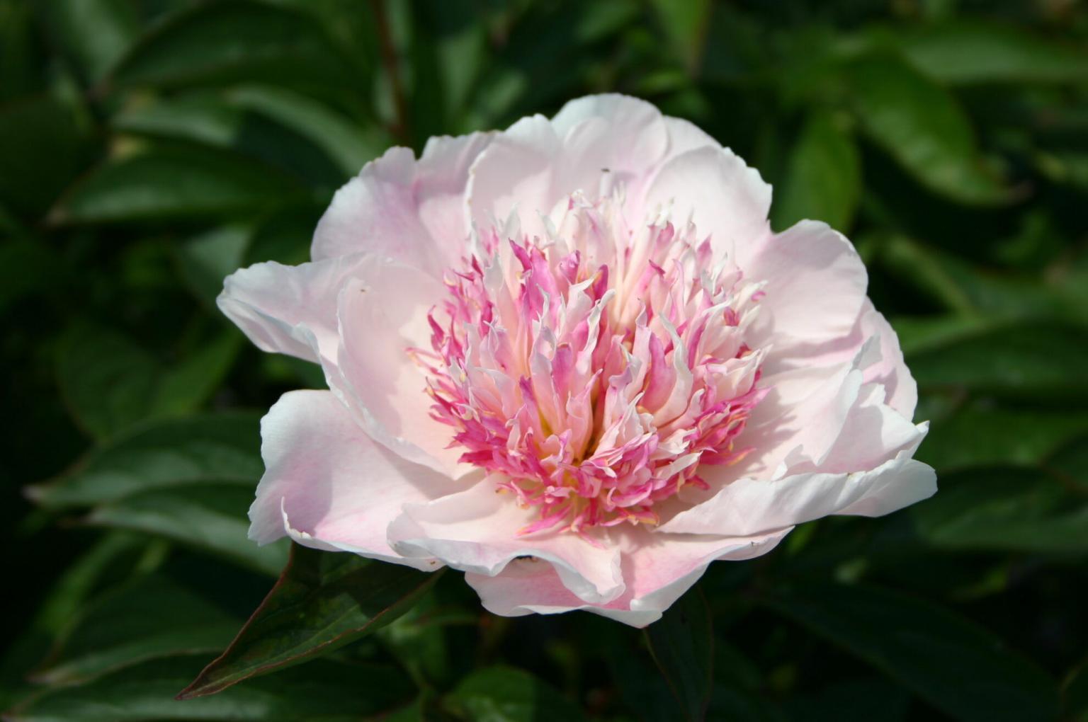 Do Tell – Parkland Peonies