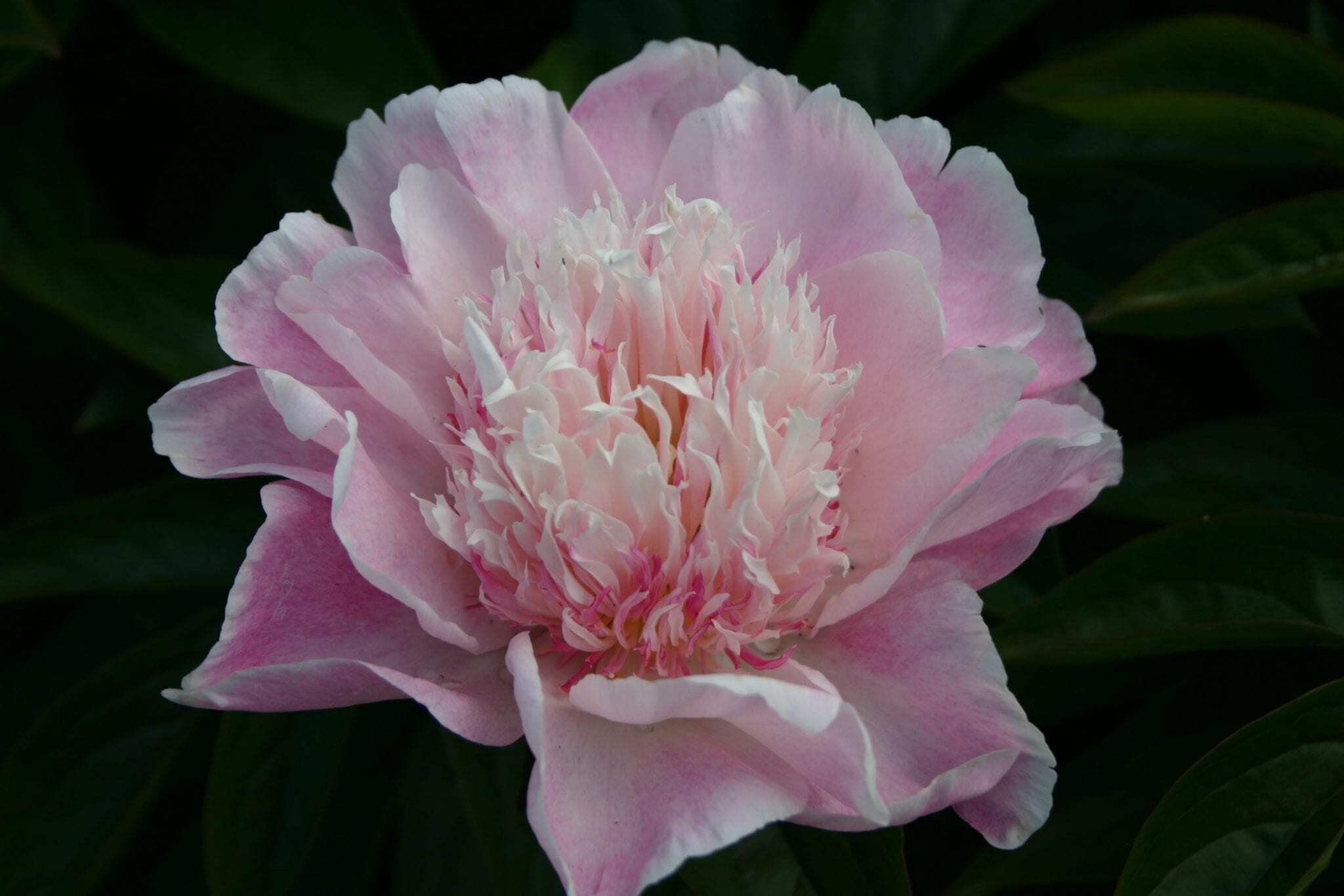 Do Tell – Parkland Peonies