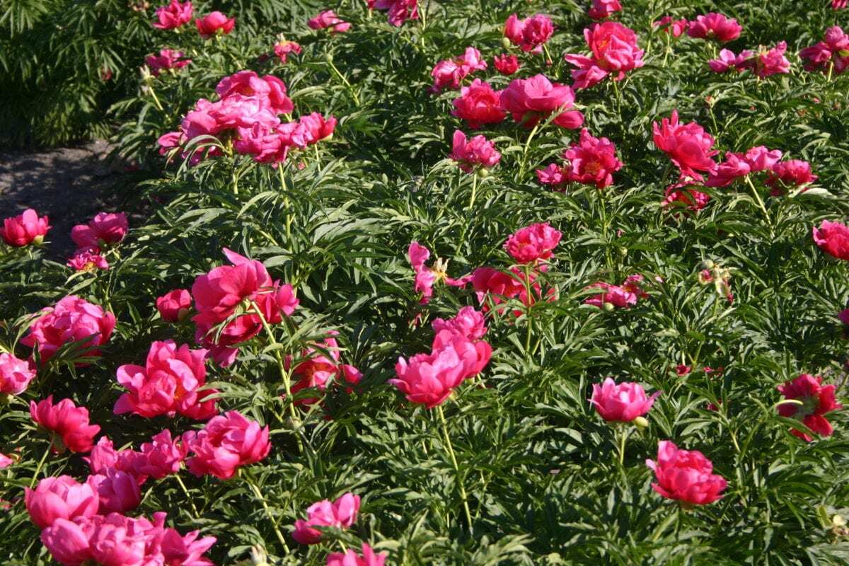 Early Scout – Parkland Peonies