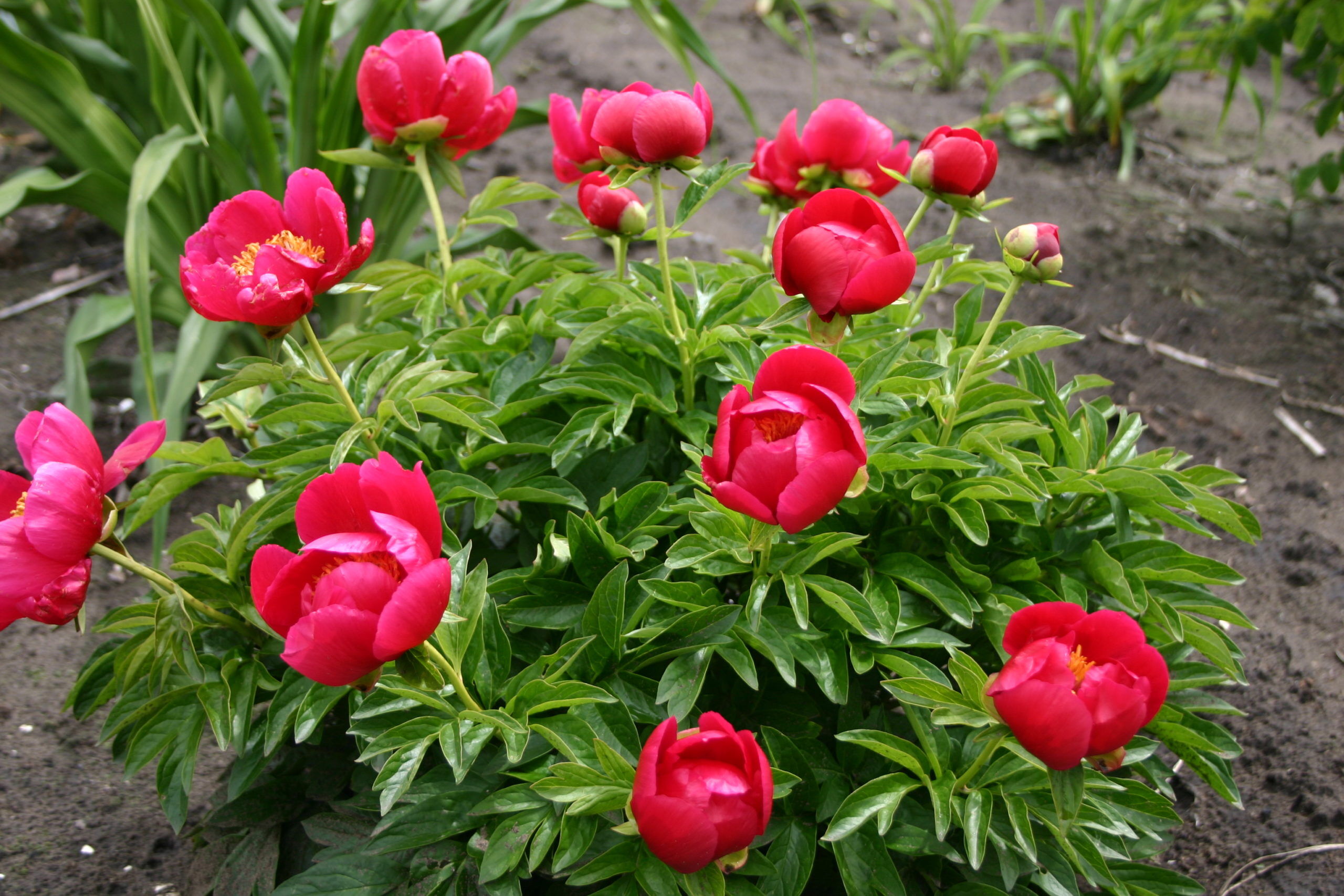 Fairy Princess – Parkland Peonies