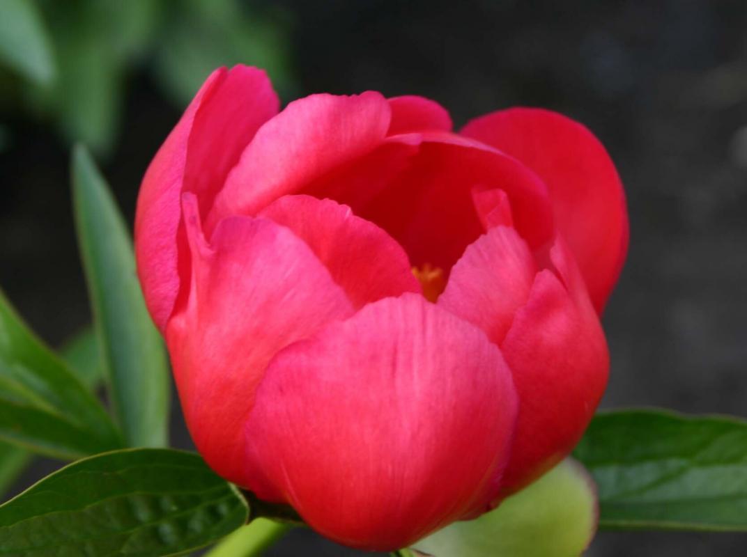 Flame – Parkland Peonies