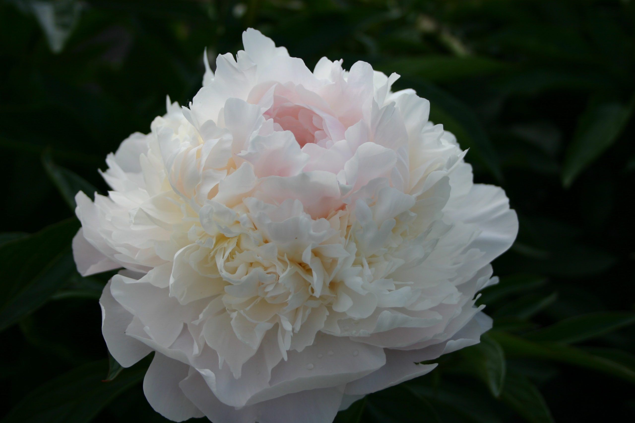 Florence Nicholls – Parkland Peonies