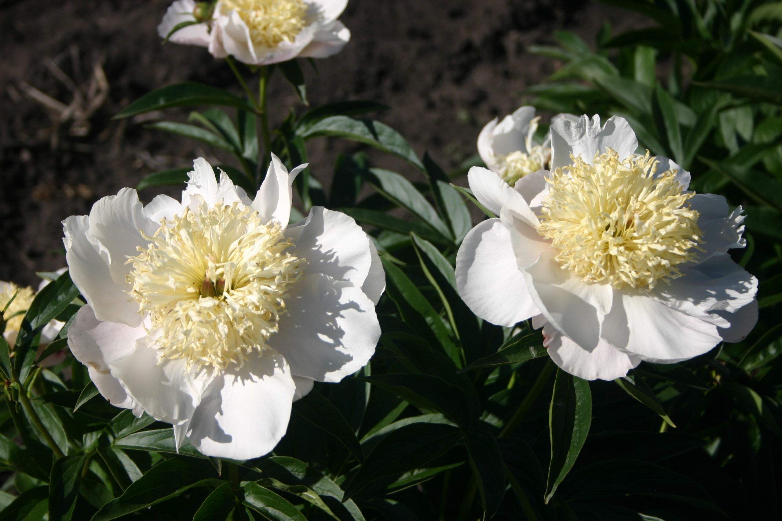 Garden Lace – Parkland Peonies