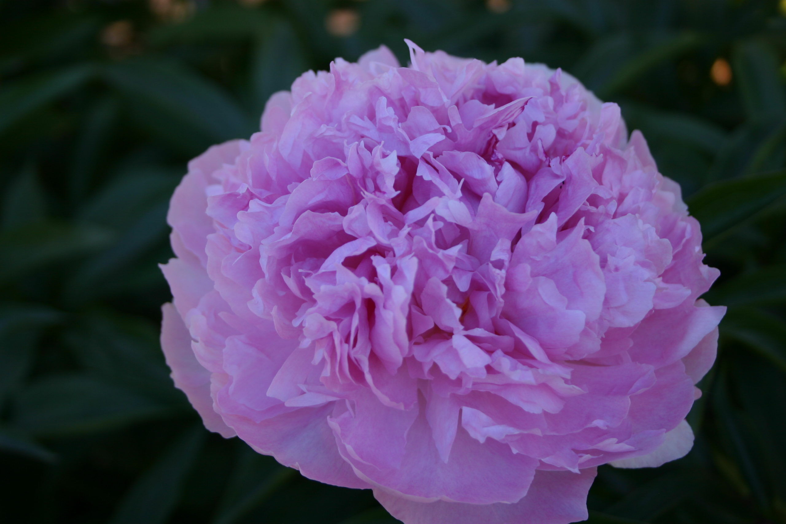 Hermione – Parkland Peonies