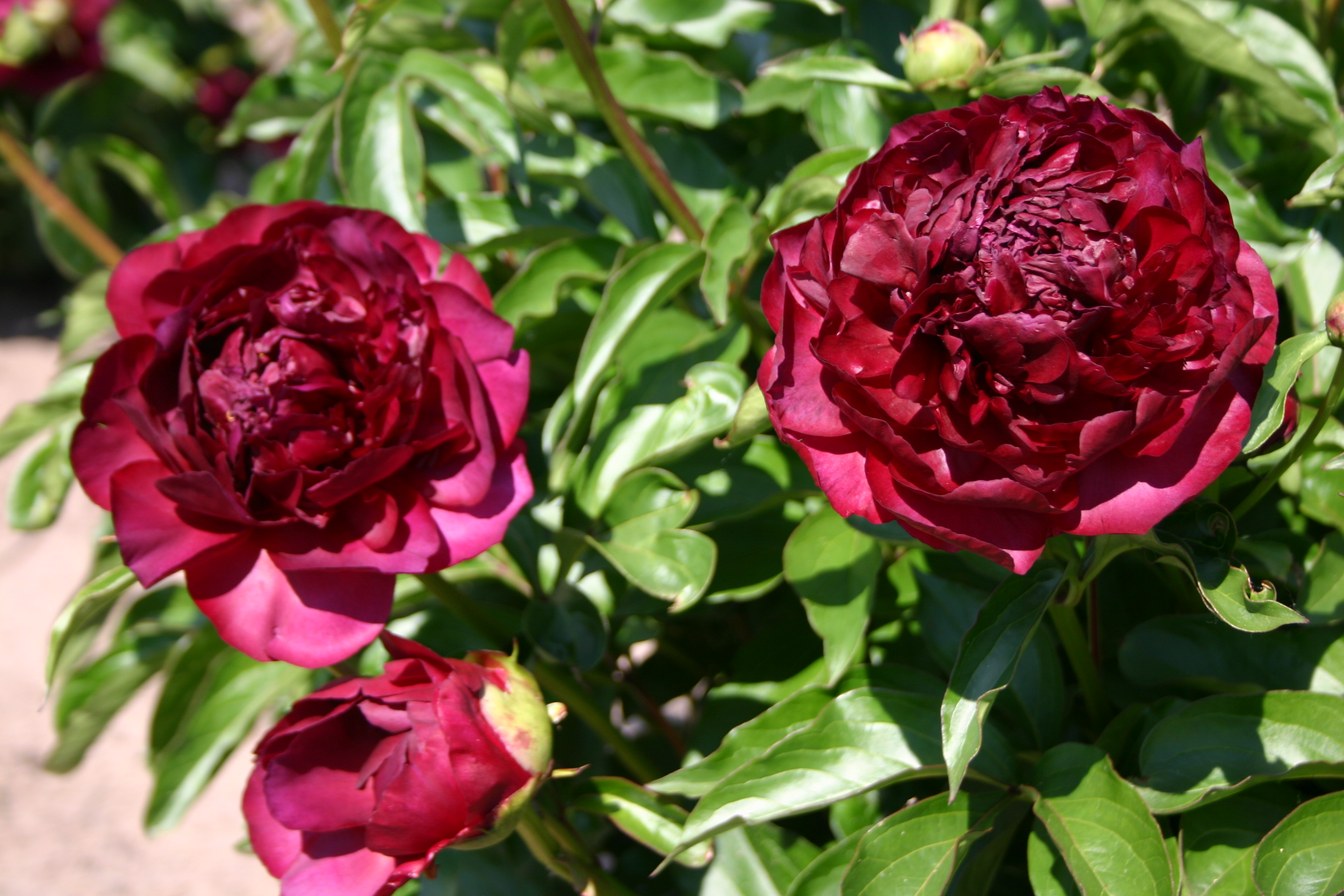 Highlight – Parkland Peonies