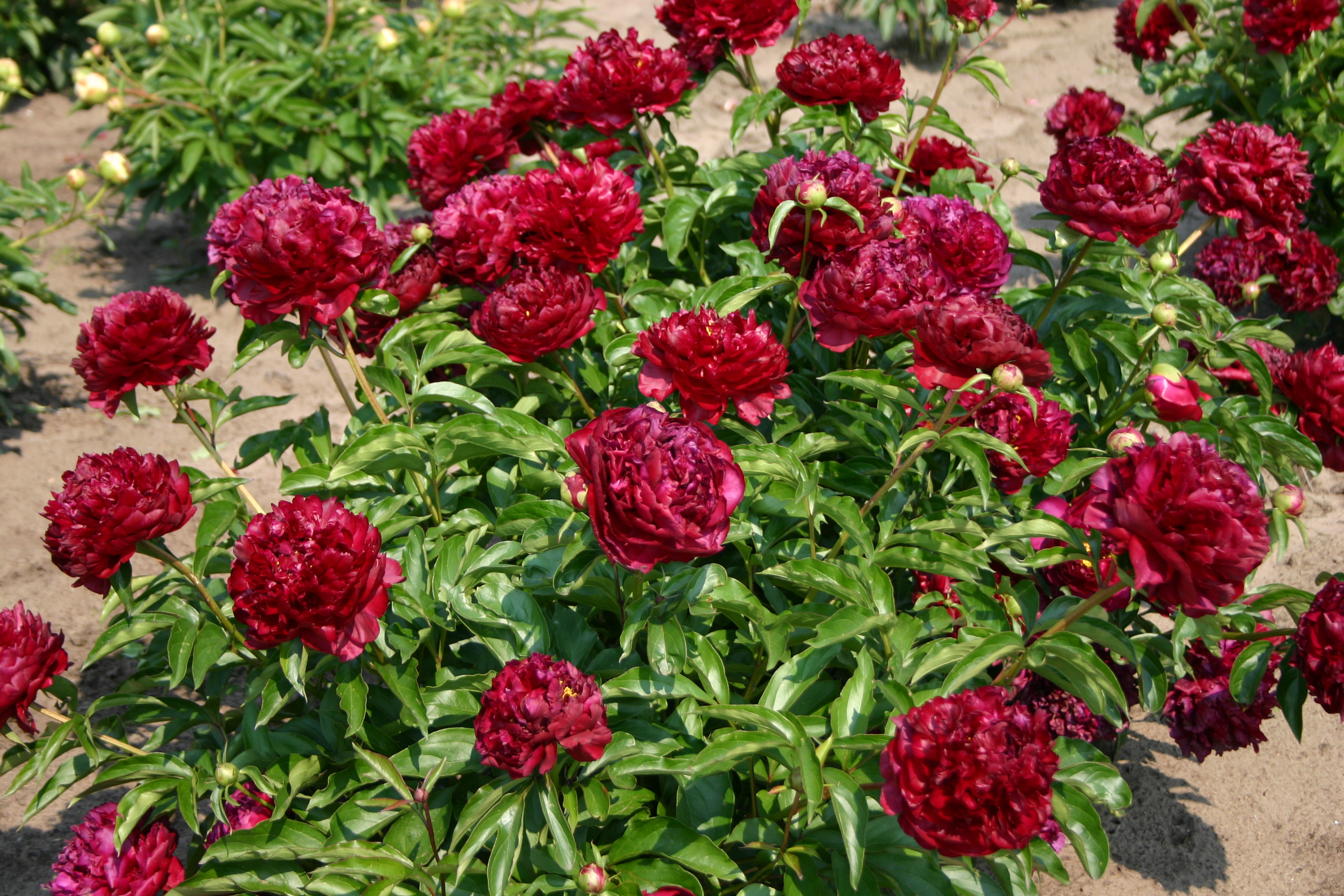 Highlight – Parkland Peonies