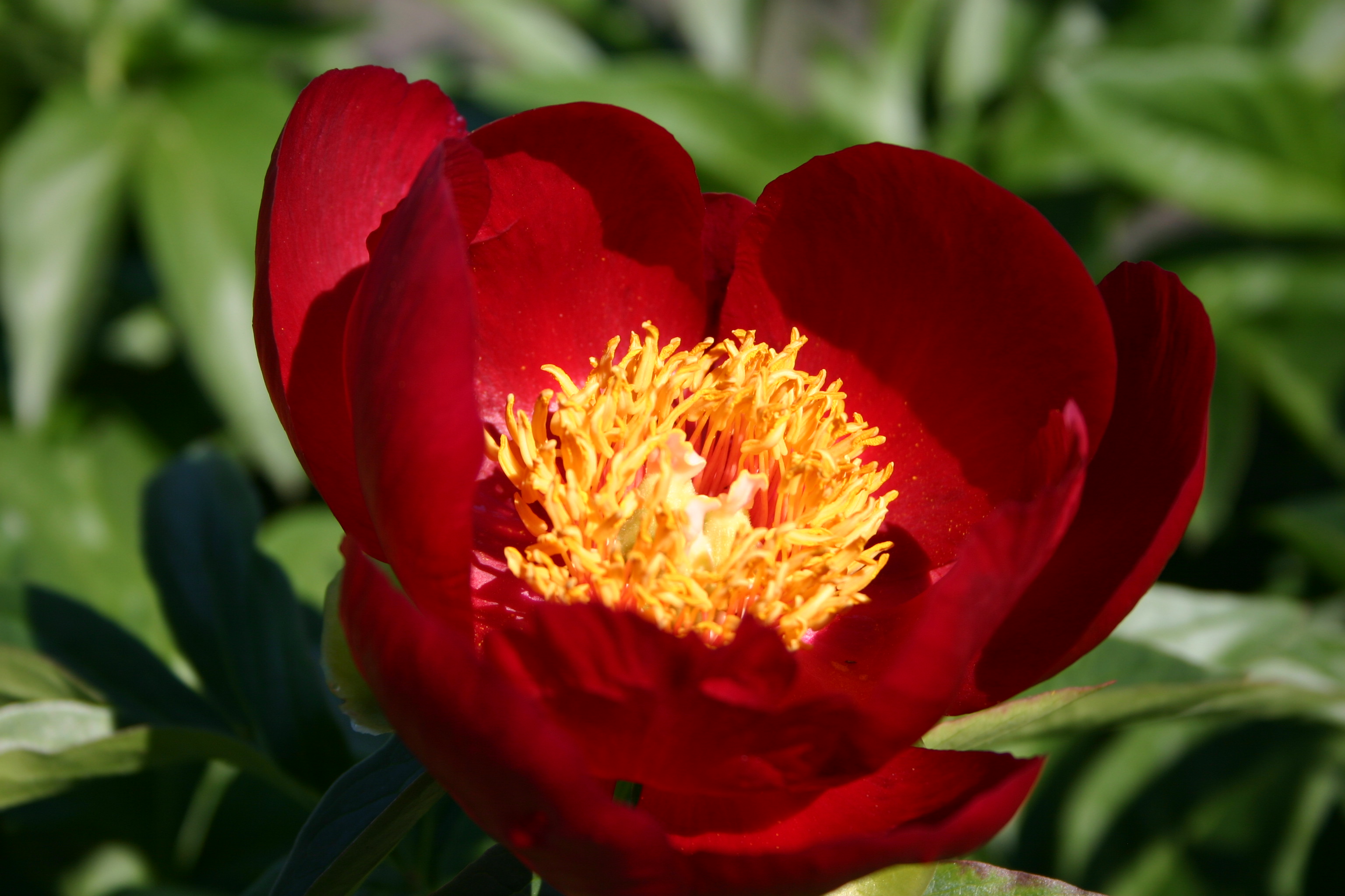 Illini Warrior – Parkland Peonies