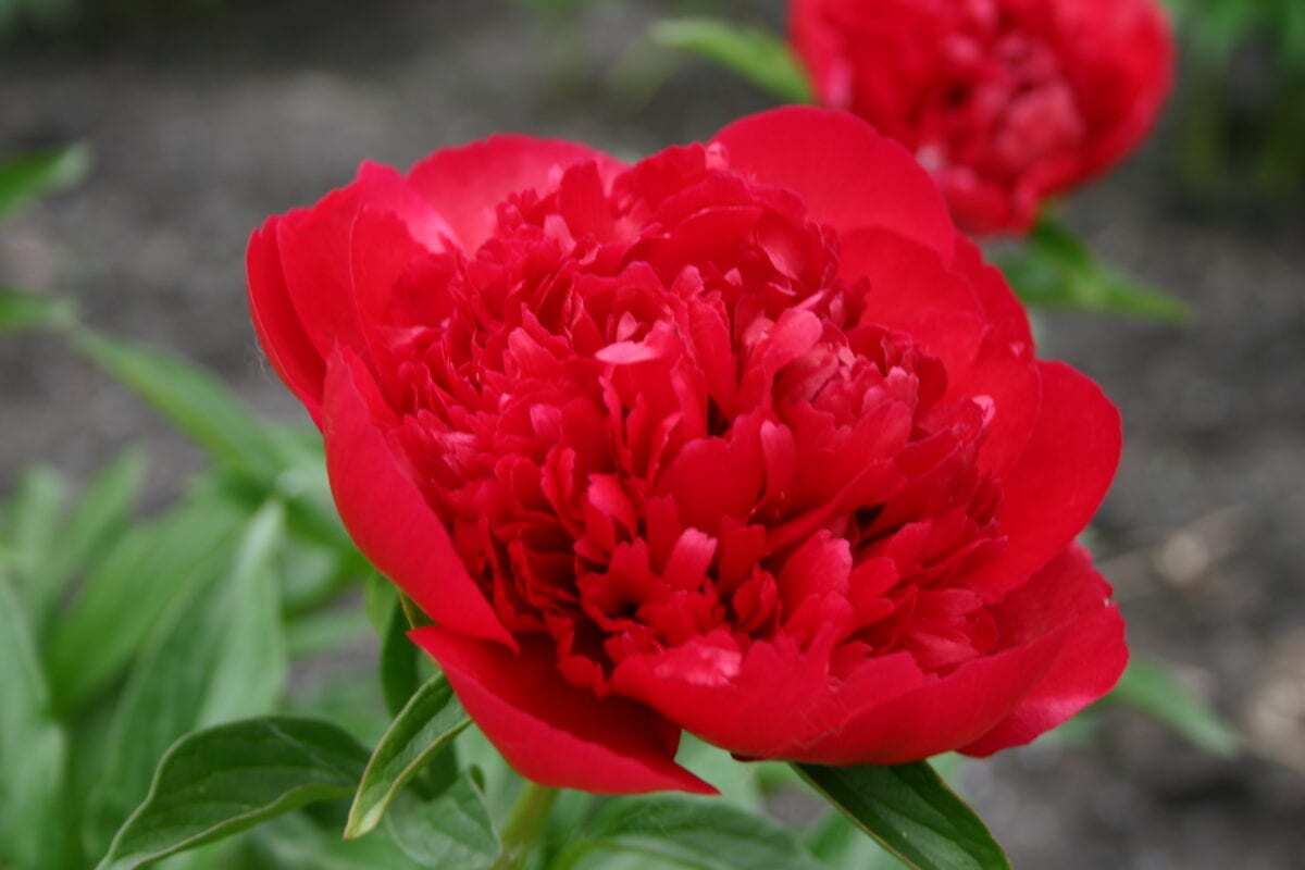 Peony Care & Planting – Parkland Peonies