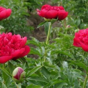 Command Performance – Parkland Peonies