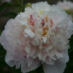 Command Performance – Parkland Peonies