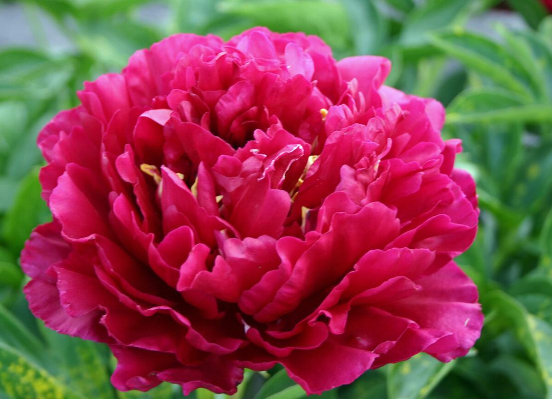 Old Faithful – Parkland Peonies
