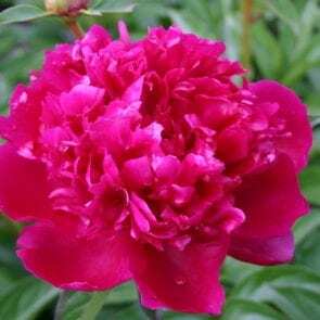 Command Performance – Parkland Peonies