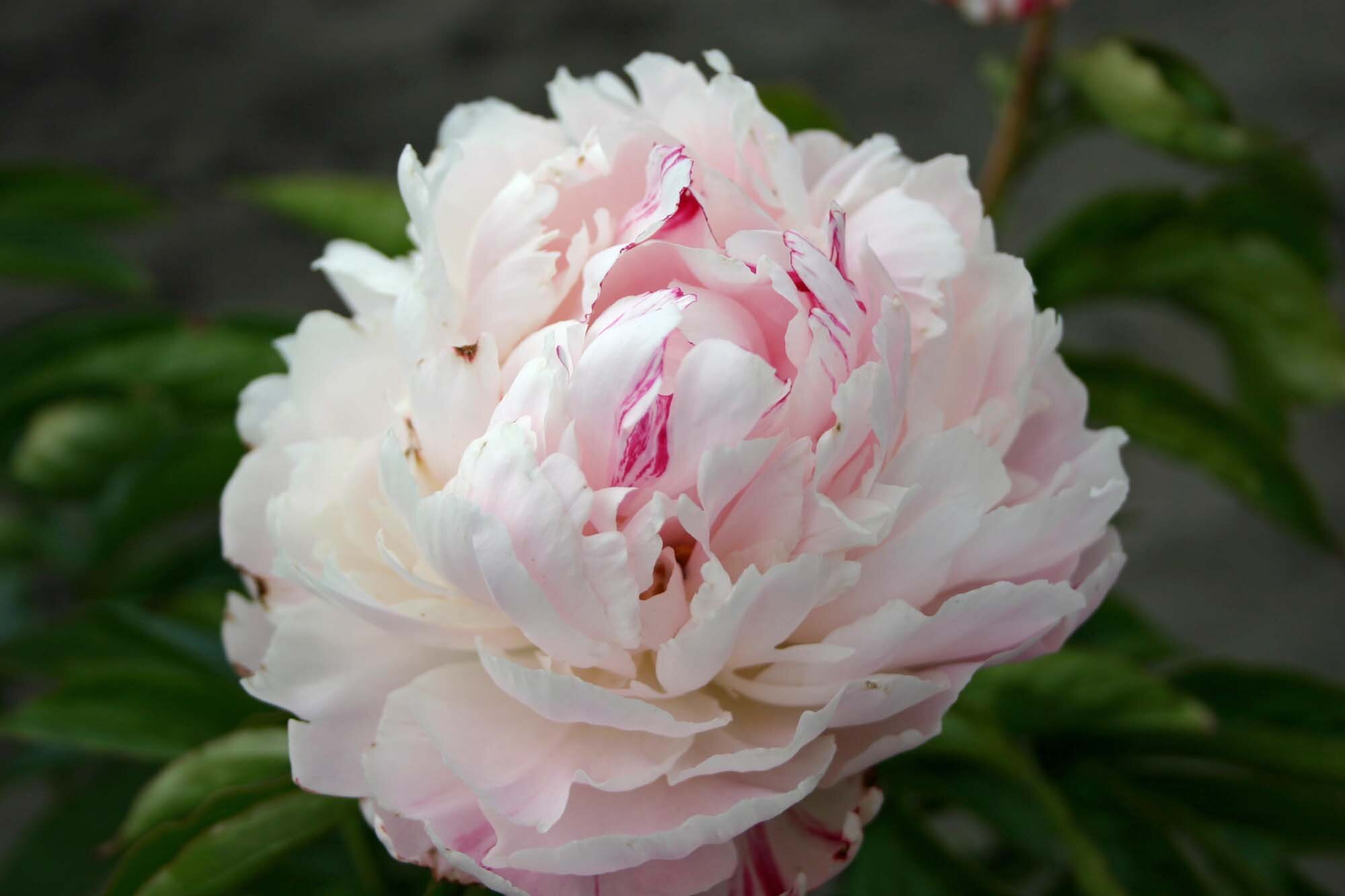 Peppermint – Parkland Peonies