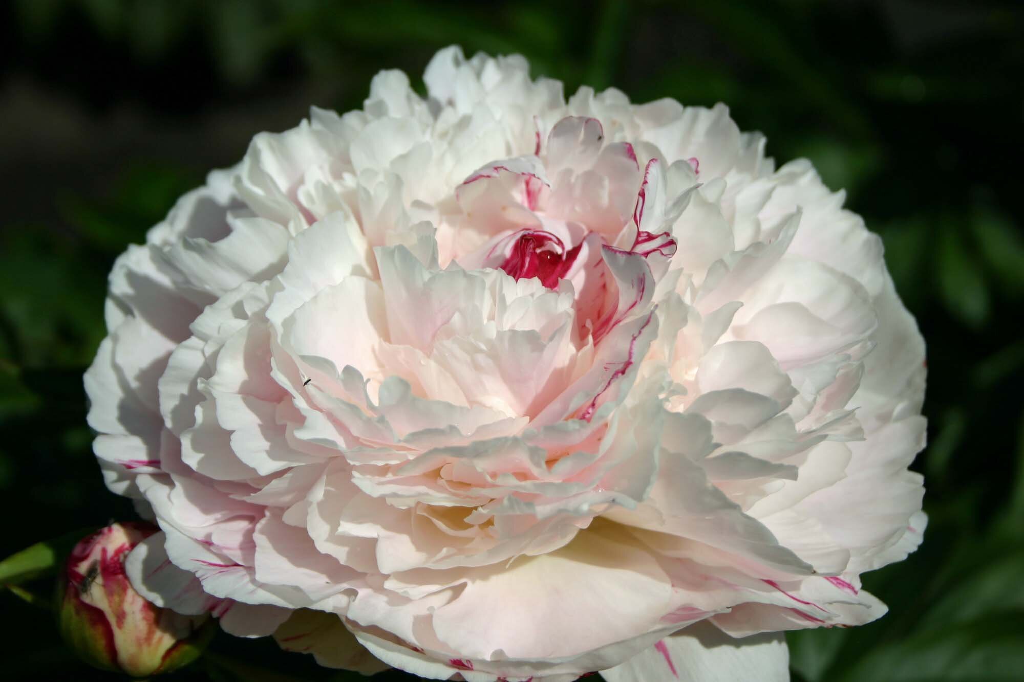 Peppermint – Parkland Peonies