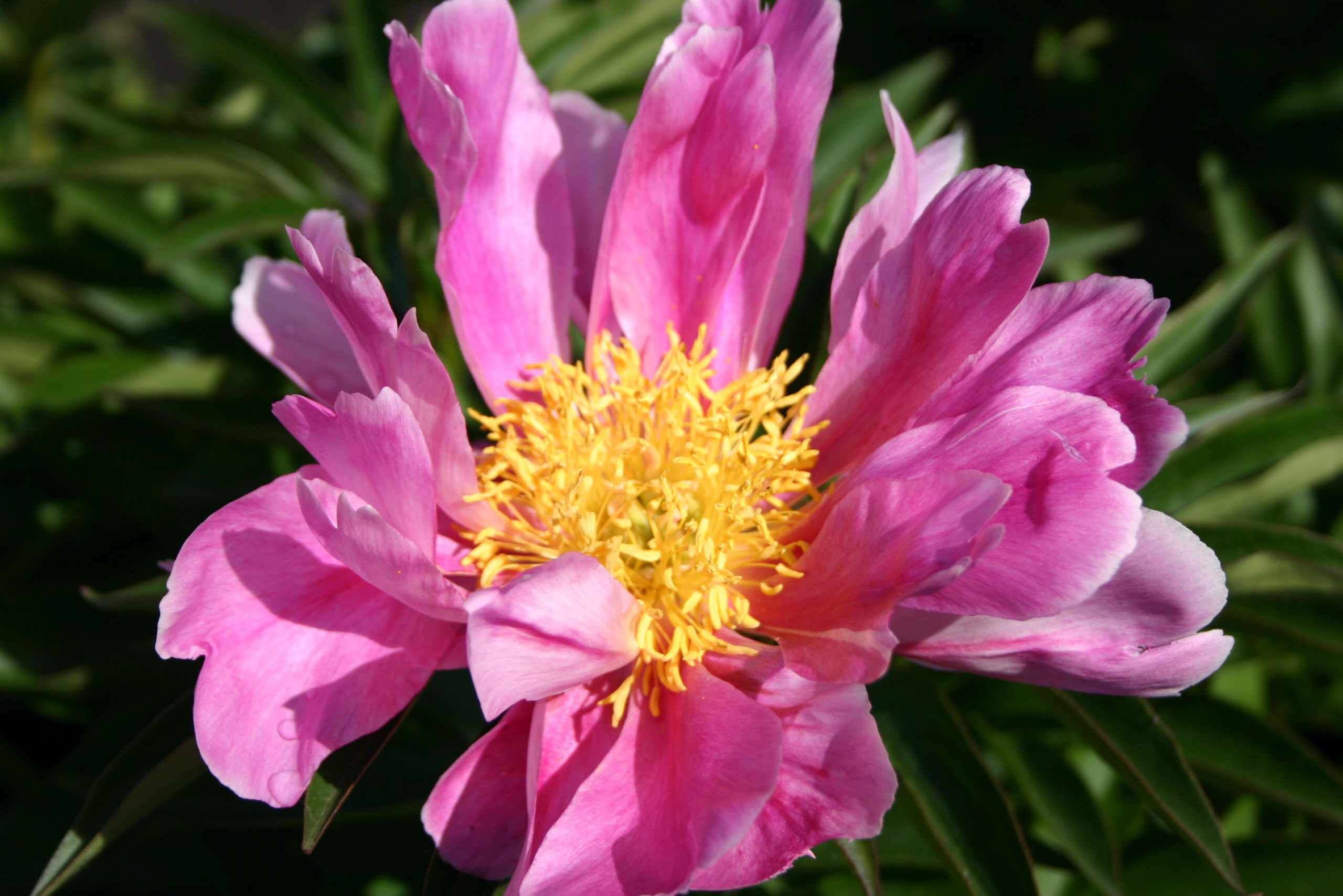 Pink Firefly – Parkland Peonies