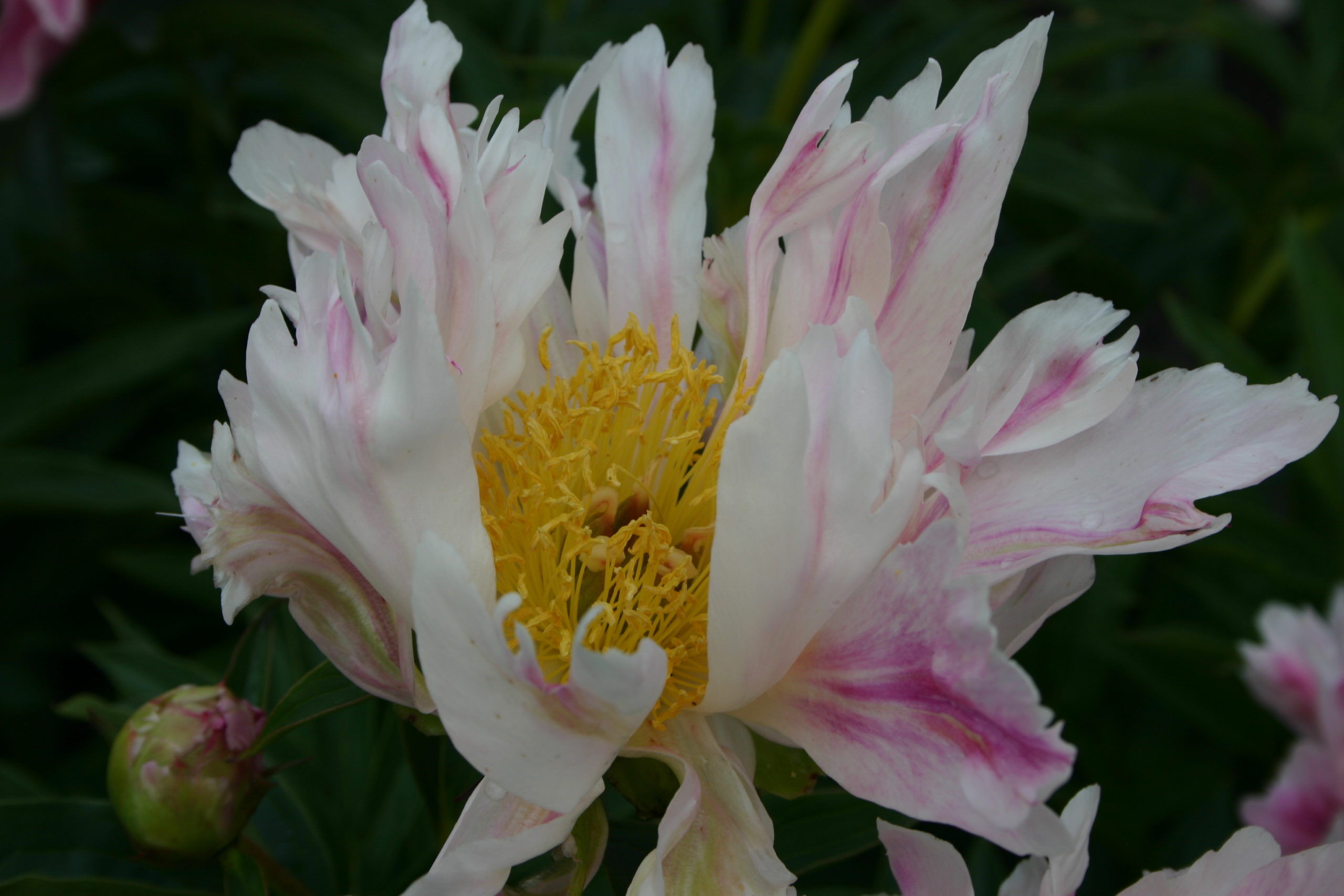 Pink Firefly – Parkland Peonies