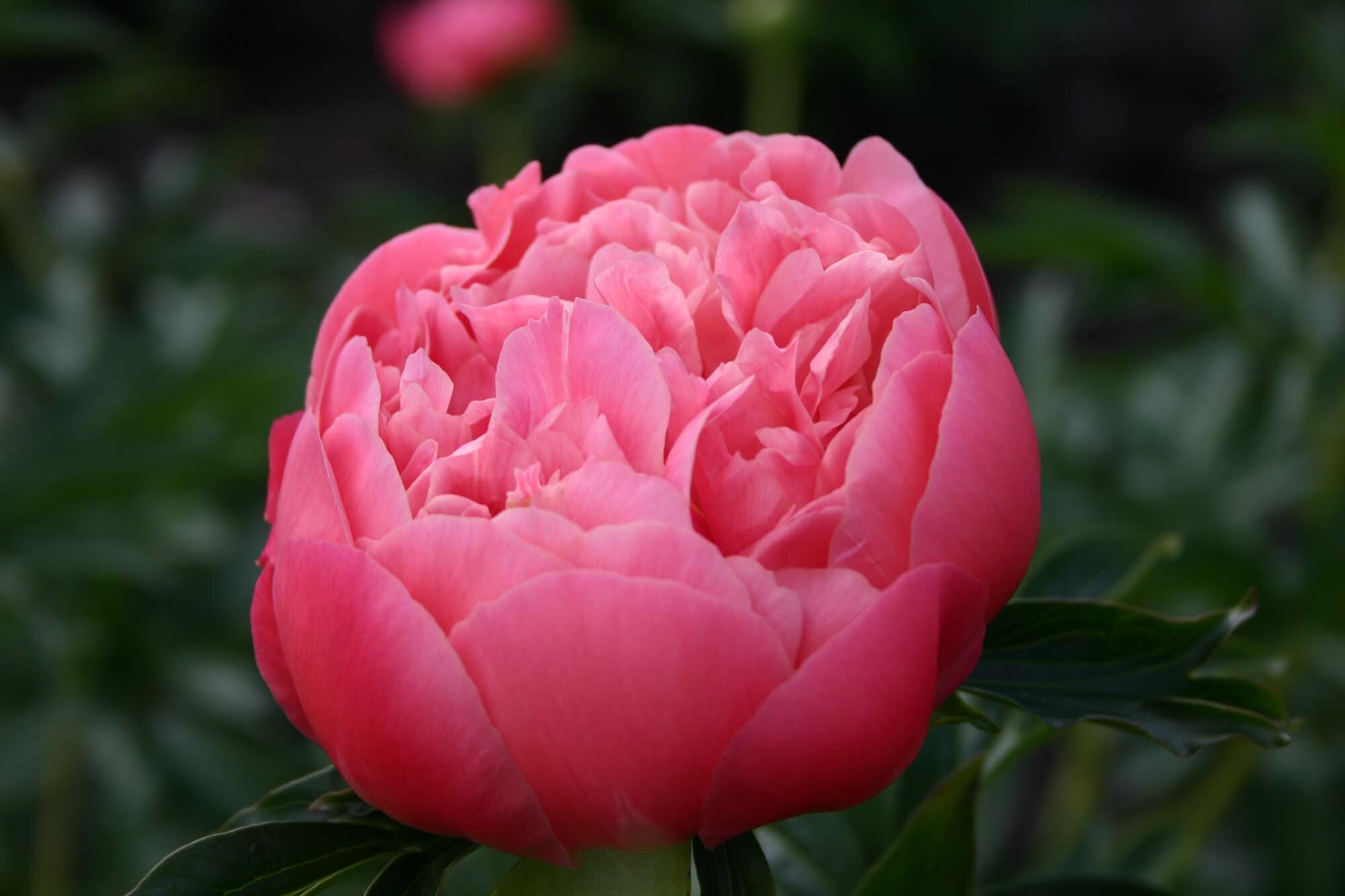 Pink Hawaiian Coral – Parkland Peonies