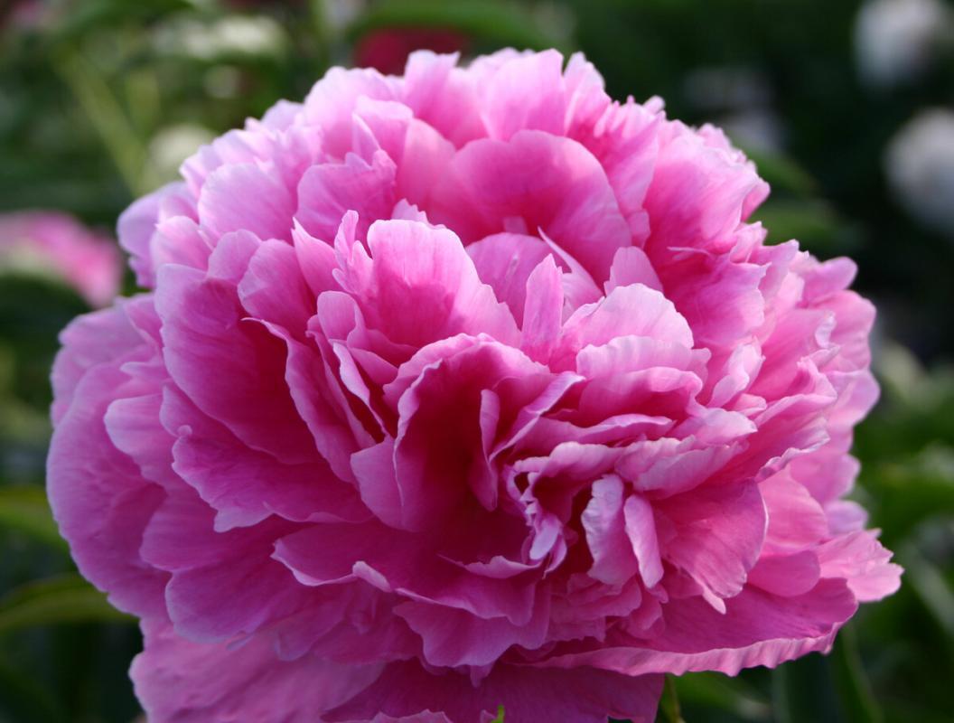 Pink Parfait – Parkland Peonies