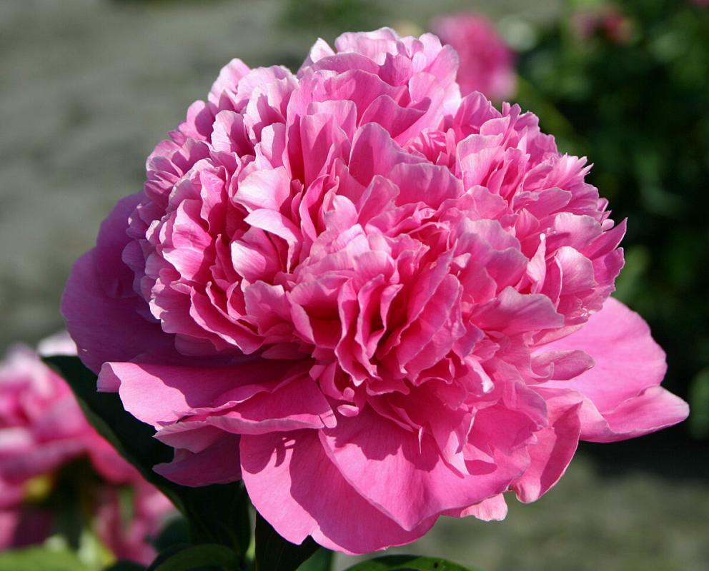 Pink Parfait – Parkland Peonies